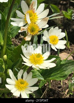 White Globeflower (Trollius albiflorus) Plantae Stock Photo - Alamy