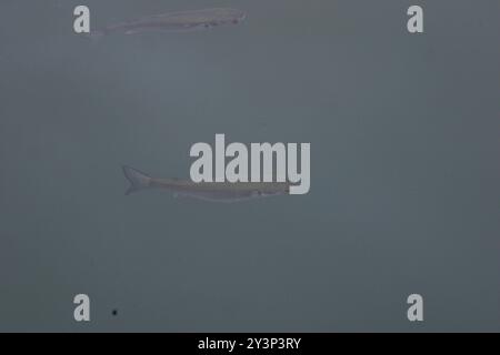Thinlip Mullet (Chelon ramada) Actinopterygii Stock Photo - Alamy