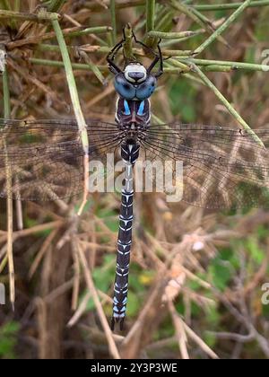 Eastern Spectre (Caliaeschna microstigma) Insecta Stock Photo - Alamy