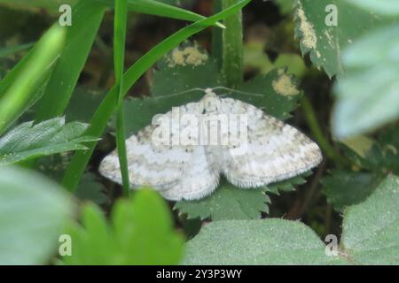 Grass Rivulet (Perizoma albulata), Insecta, Clydebank G81, UK Stock ...