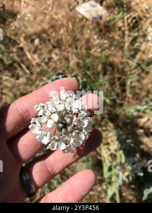 Palmer's spectaclepod (Dimorphocarpa candicans) Plantae Stock Photo - Alamy