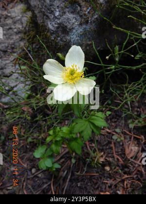 White Globeflower (Trollius albiflorus), Plantae, Okanogan - Wenatchee ...
