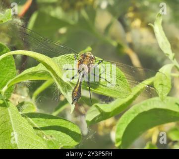 Downy Emerald (Cordulia aenea) Insecta Stock Photo - Alamy