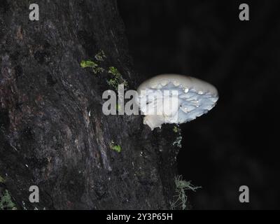 Tawaka (Cyclocybe parasitica) Fungi Stock Photo - Alamy
