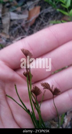 Schizaea bifida Schizaea bifida Stock Photo - Alamy