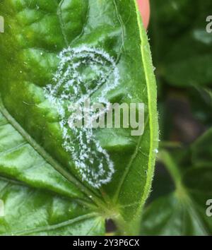 Giant Whitefly (Aleurodicus dugesii) Insecta Stock Photo - Alamy