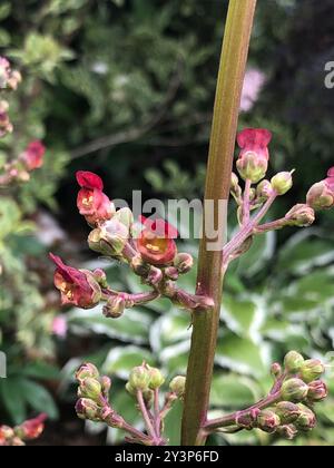 Water Figwort (Scrophularia auriculata), Plantae, Stockport SK5, UK ...
