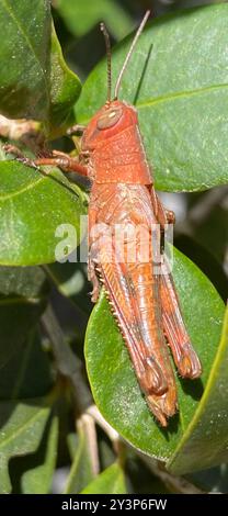 Giant Grasshopper (Valanga irregularis), Insecta, Zillmere QLD 4034 ...