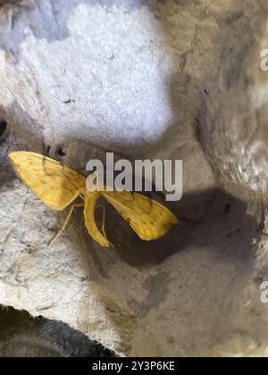 Barred Straw (Gandaritis pyraliata), Insecta, Mount Pleasant Farm ...
