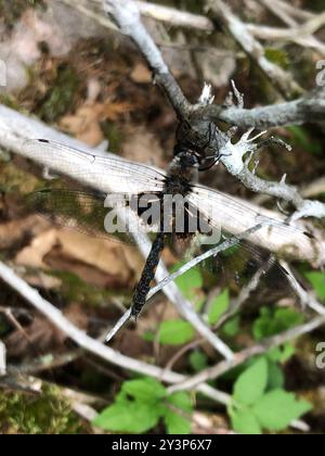 Common Baskettail (Epitheca cynosura) Insecta Stock Photo - Alamy