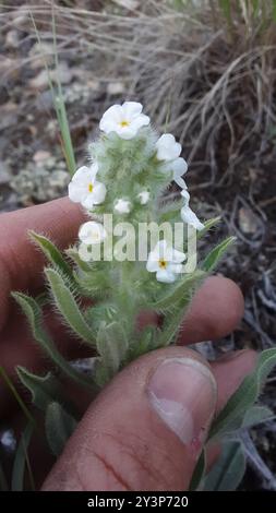 Cockscomb Oreocarya (Oreocarya glomerata) Plantae Stock Photo - Alamy