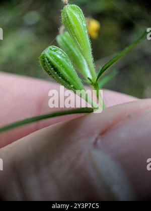 Small Sundrops (Oenothera perennis) Plantae Stock Photo - Alamy