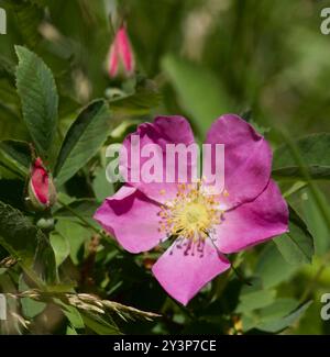 smooth rose (Rosa blanda) Plantae Stock Photo - Alamy