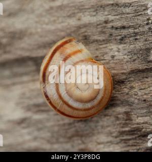 Vineyard Snail (Caucasotachea vindobonensis) Mollusca Stock Photo - Alamy