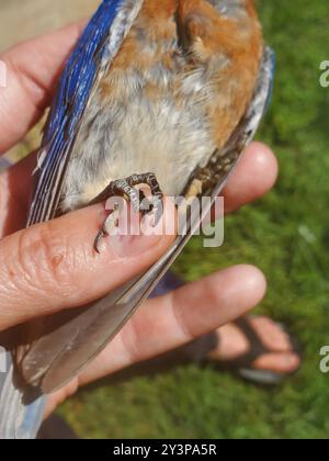 Eastern Bluebird (Sialia sialis) Aves Stock Photo - Alamy
