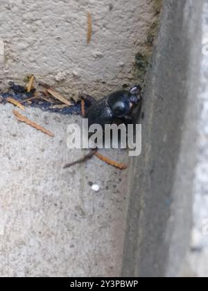 Sugarcane Beetle (Euetheola humilis) Insecta Stock Photo - Alamy