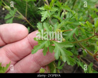 Little-Robin (Geranium purpureum) Plantae Stock Photo - Alamy