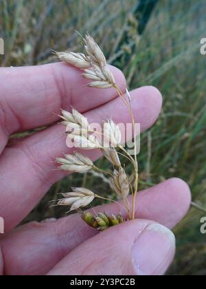 Rye Brome (Bromus secalinus) Plantae Stock Photo - Alamy