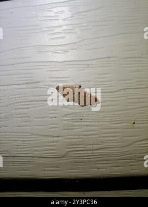 Gem Moth (Orthonama obstipata) Insecta Stock Photo - Alamy