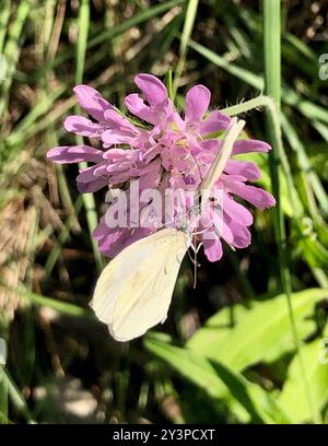 Wood Whites (Leptidea) Insecta Stock Photo - Alamy