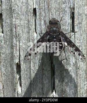 Charcoal Bee Flies (Anthrax) Insecta Stock Photo - Alamy