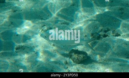 Strongspine Silverbiddy (Gerres longirostris) Actinopterygii Stock ...