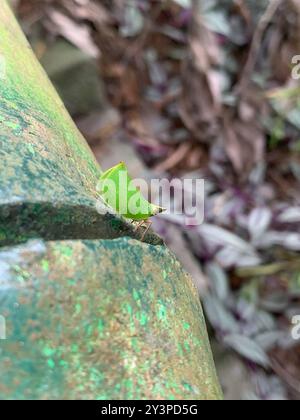 (Tonga westwoodi) Insecta Stock Photo - Alamy