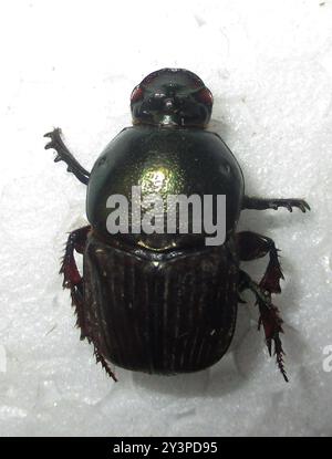 Bronze Dung Beetle (Onitis alexis) Insecta Stock Photo - Alamy