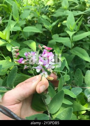 veiny pea (Lathyrus venosus Stock Photo - Alamy