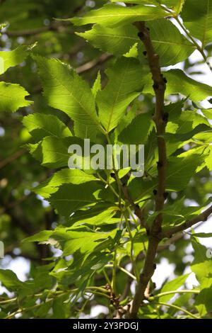 European ash (Fraxinus excelsior) Plantae Stock Photo - Alamy