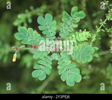 little tree plant (Biophytum sensitivum) Plantae Stock Photo - Alamy