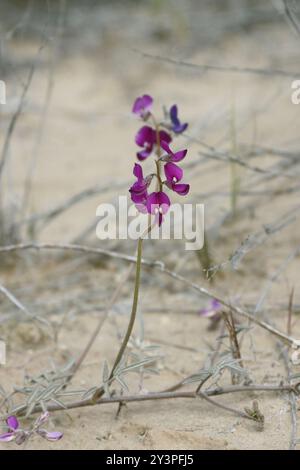 lilac darling pea (Swainsona phacoides) Plantae Stock Photo - Alamy