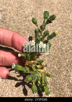 beach tidytips (Layia carnosa Stock Photo - Alamy