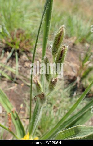 Shiny Stargrass (Hypoxis obtusa) Plantae Stock Photo - Alamy