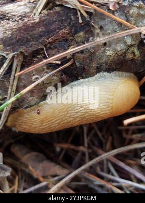 beetle mites (Oribatida) Arachnida Stock Photo - Alamy