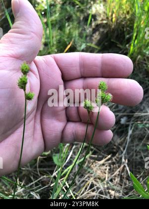 Shortbeak Sedge (Carex brevior), Plantae, Val Marie No. 17, SK S0N ...
