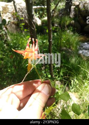 western columbine (Aquilegia formosa), Plantae, Byrne-Milliron Forest ...