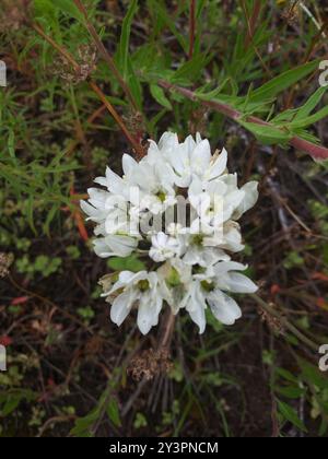 white brodiaea (Triteleia hyacinthina), Plantae, Capital, BC, Canada ...
