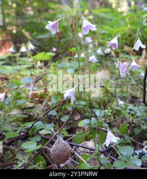 Twinflower (Linnaea borealis) Plantae Stock Photo - Alamy