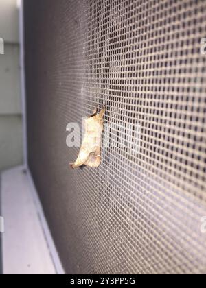 Sigmoid Prominent (Clostera albosigma), Insecta, Mile Island Moth Sheet ...