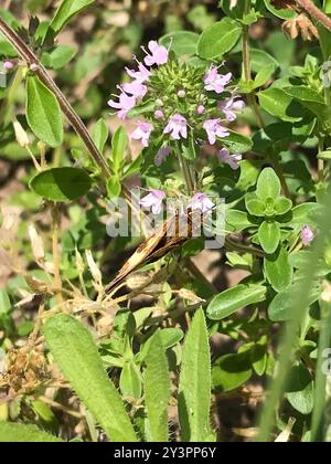 Peck's Skipper (Polites peckius), Insecta, Jefferson Barracks ...
