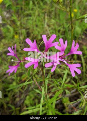 Large-flower Clarkia (Clarkia pulchella) Plantae Stock Photo - Alamy