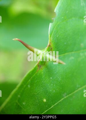 Phylloxeras (Phylloxera) Insecta Stock Photo - Alamy