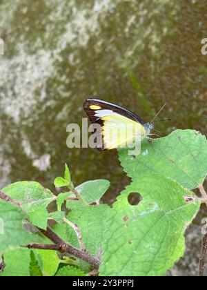 Chocolate Albatross (Appias lyncida) Insecta Stock Photo - Alamy