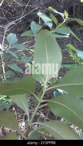 Karamu (Coprosma robusta) Plantae Stock Photo - Alamy