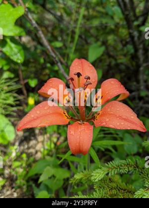 Wood Lily (Lilium philadelphicum) Plantae Stock Photo - Alamy