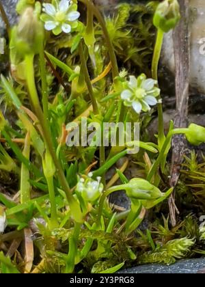 Alpine Pearlwort (Sagina saginoides) Plantae Stock Photo - Alamy