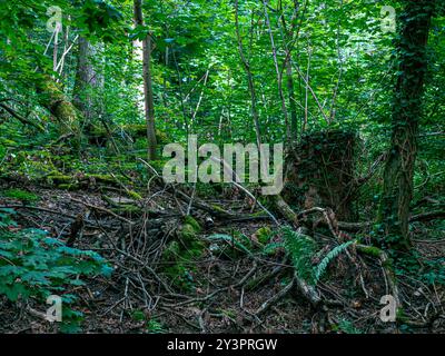 A Footage of a German forest with branches and leaves Stock Photo - Alamy