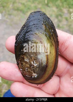 Duck Mussel (Anodonta anatina) Mollusca Stock Photo - Alamy