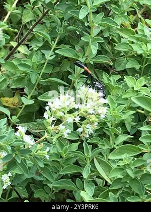 Common Thread-waisted Wasp (Ammophila procera) Insecta Stock Photo - Alamy